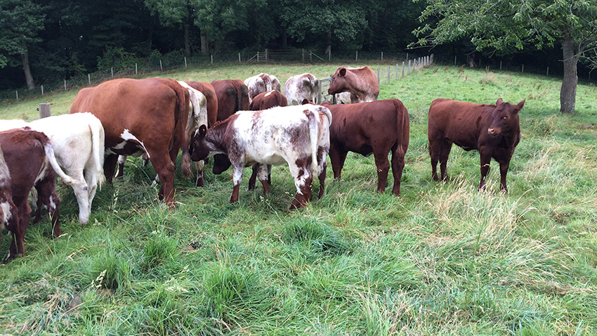 Spring Calving Cows | Beef Shorthorn Cows