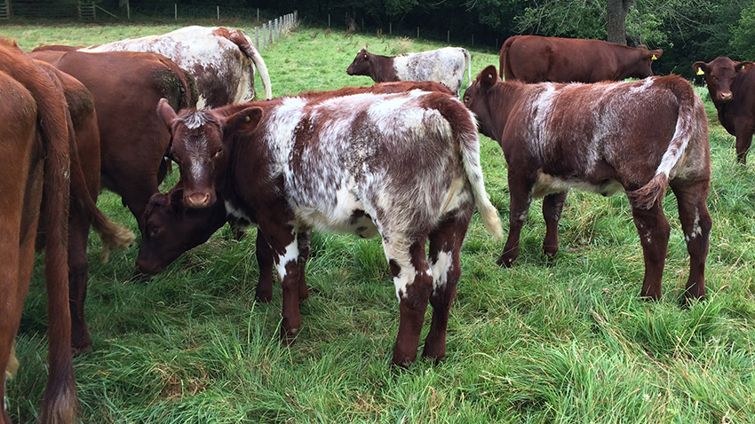 Spring Calving Cows | Beef Shorthorn Cows