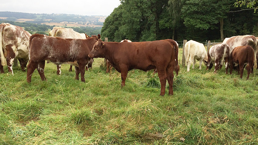 Spring Calving Cows | Beef Shorthorn Cows