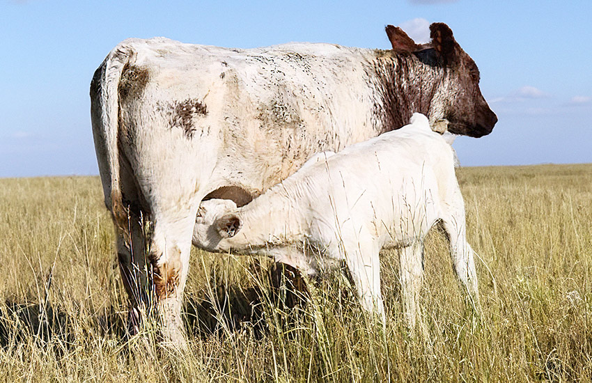 Beef Shorthorn Genetics & Embryos - Wenmar Beef Shorthorns