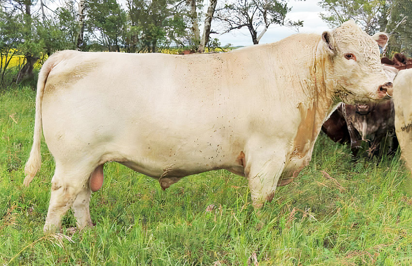Beef Shorthorn Genetics & Embryos - Wenmar Beef Shorthorns