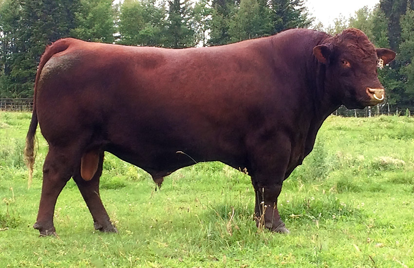 Beef Shorthorn Genetics & Embryos - Wenmar Beef Shorthorns