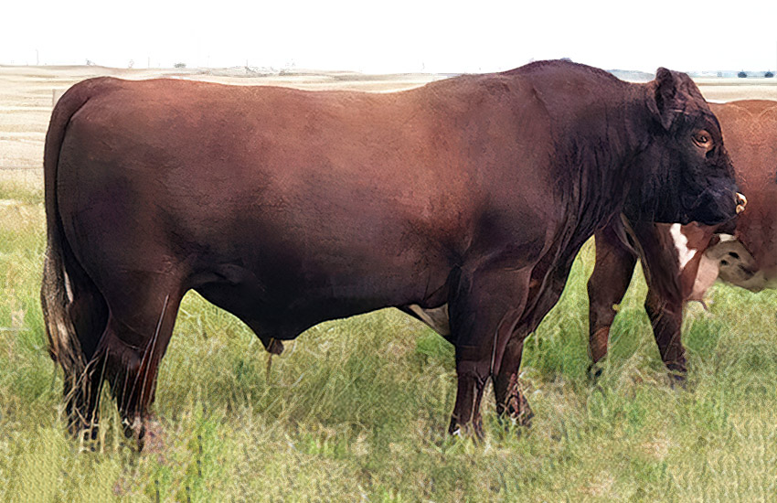 Beef Shorthorn Genetics & Embryos - Wenmar Beef Shorthorns