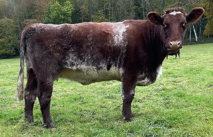 Rothes Shorthorn Cattle Family - Wenmar Beef Shorthorns