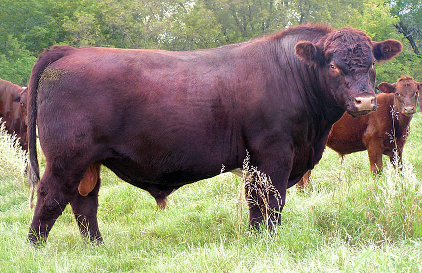 Beef Shorthorn Genetics & Embryos - Wenmar Beef Shorthorns