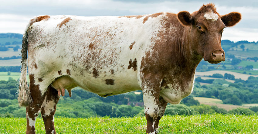 Nonpariel Shorthorn Cattle Family - Wenmar Beef Shorthorns