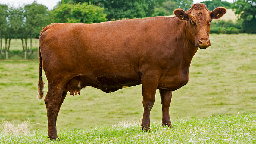 Wenmar Beef Shorthorns Specialist Breed Shorthorn Cattle